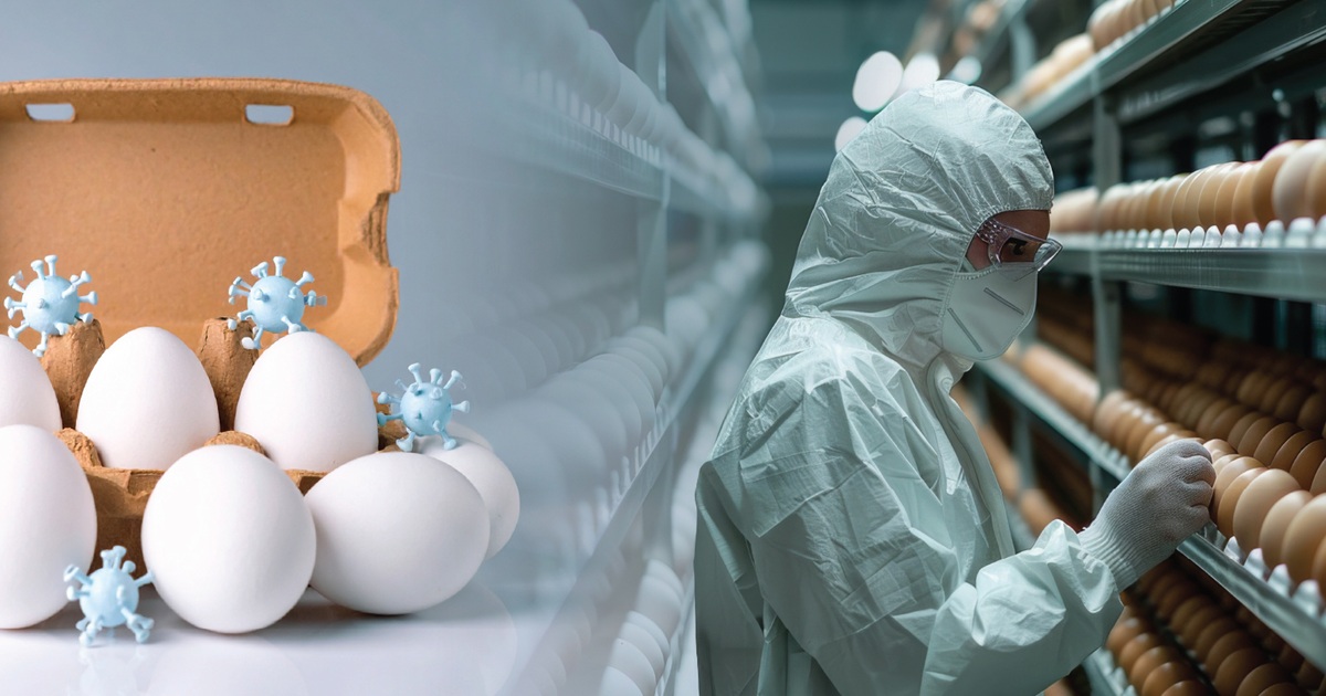 Crisis Response: Strategies for Post-Outbreak Recovery & Egg Security ...