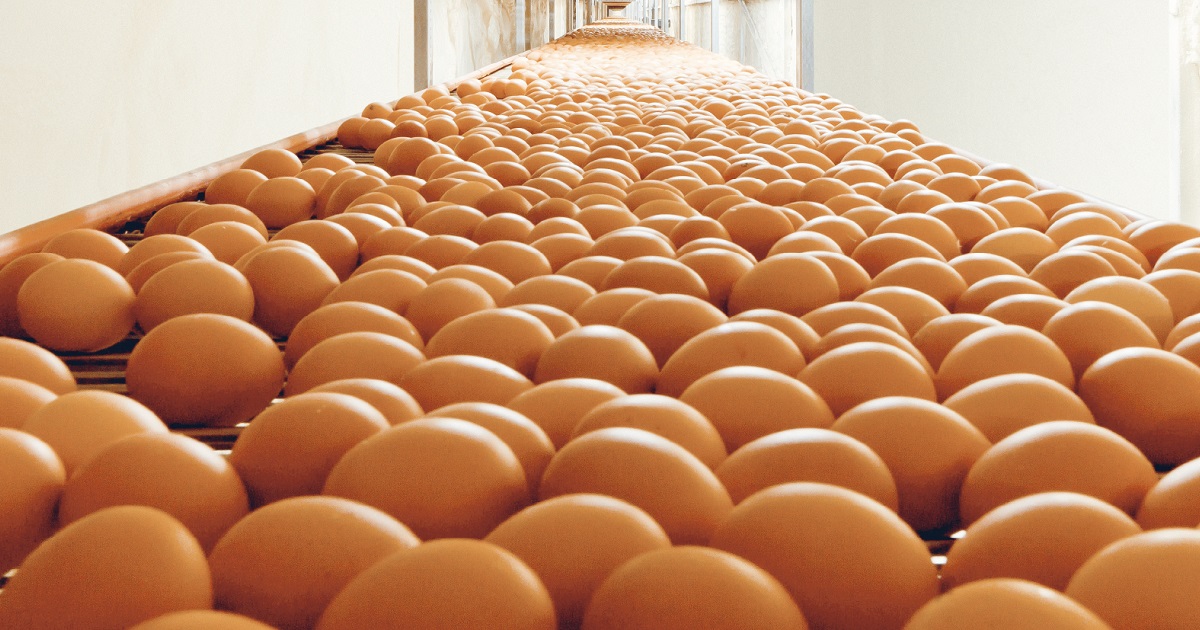 Smarter Egg Collection with Big Dutchman’s Advanced Systems | Big Dutchman