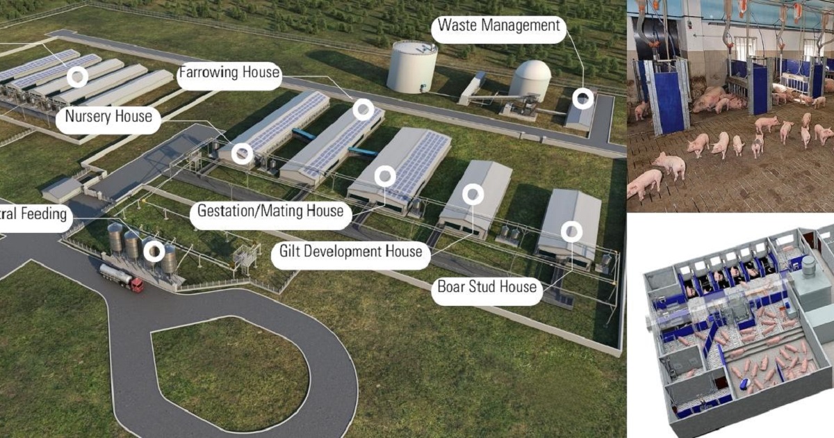 Swine Security: Biosecurity Essentials in Pig Farming | Big Dutchman