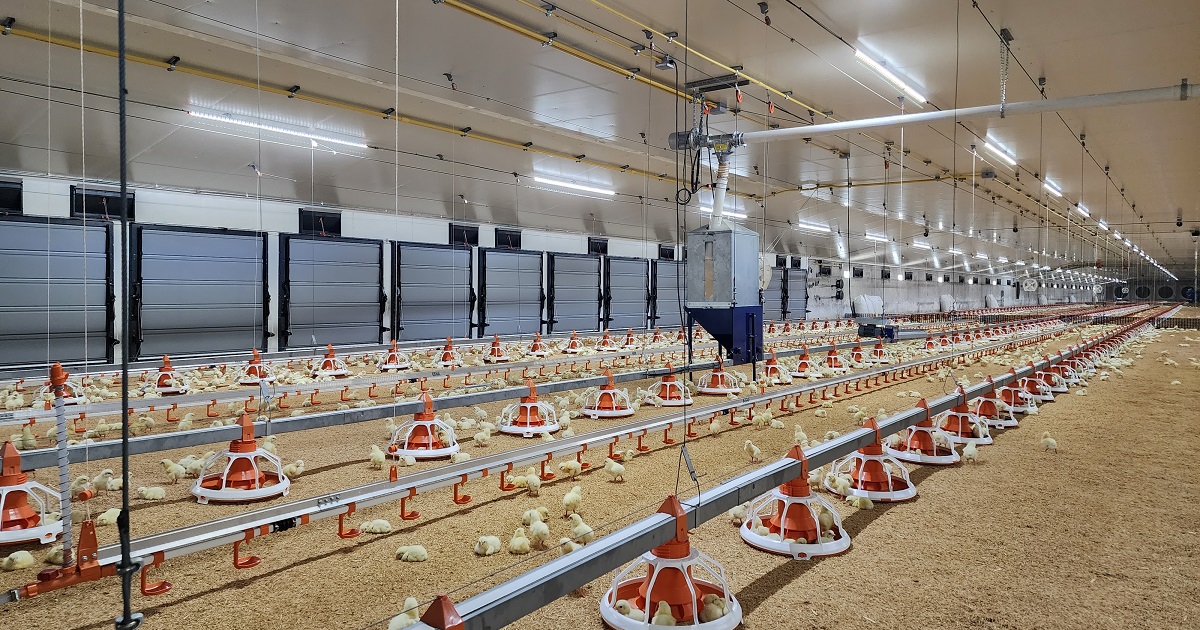 Maintaining Flock Health and Performance: The Crucial Role of ...