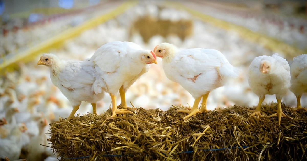 Dealing with Moisture: The Silent Threat to Broiler Health and ...