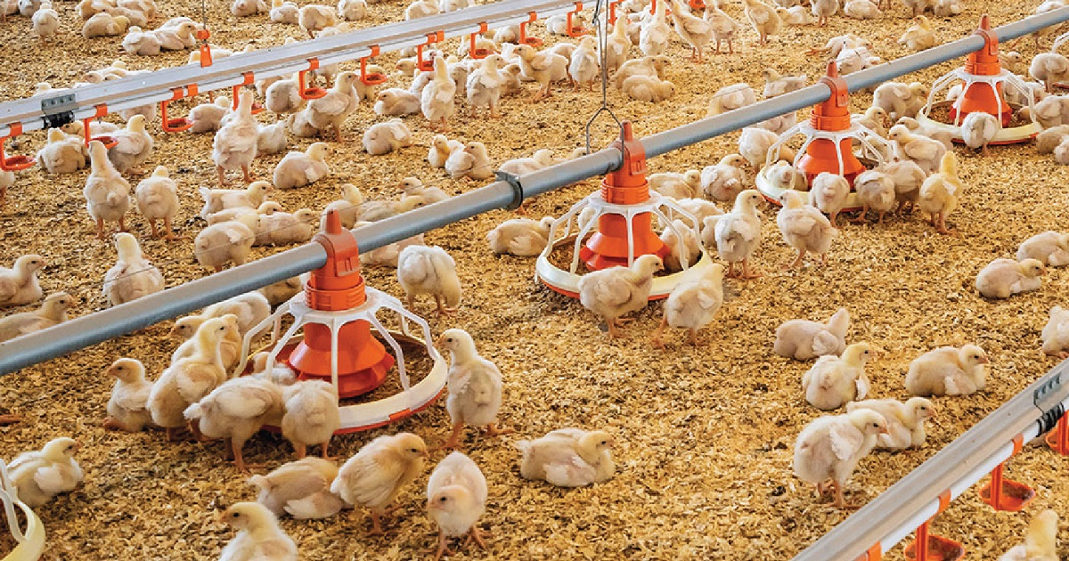 In Control: An Analysis of the Closed Housed System in Broiler ...