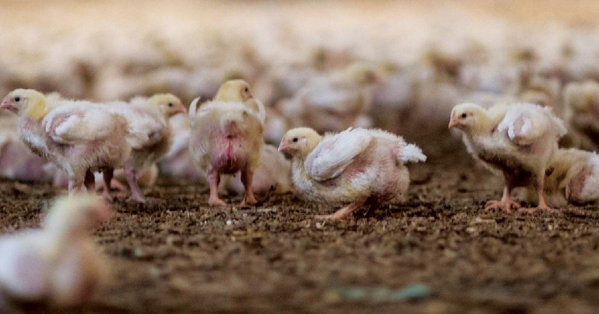 Early Detection: 8 Key Behavioural Indicators of Heat Stress in Broiler ...