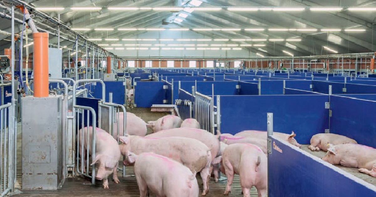 Smart Feeding: Ensuring Precision Nutrition with ESF in Pig Production ...