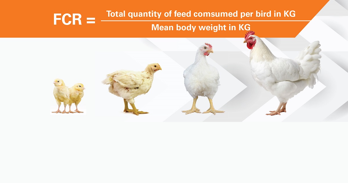 FCR Essentials: Understanding and Optimising Feed Conversion Ratio in ...