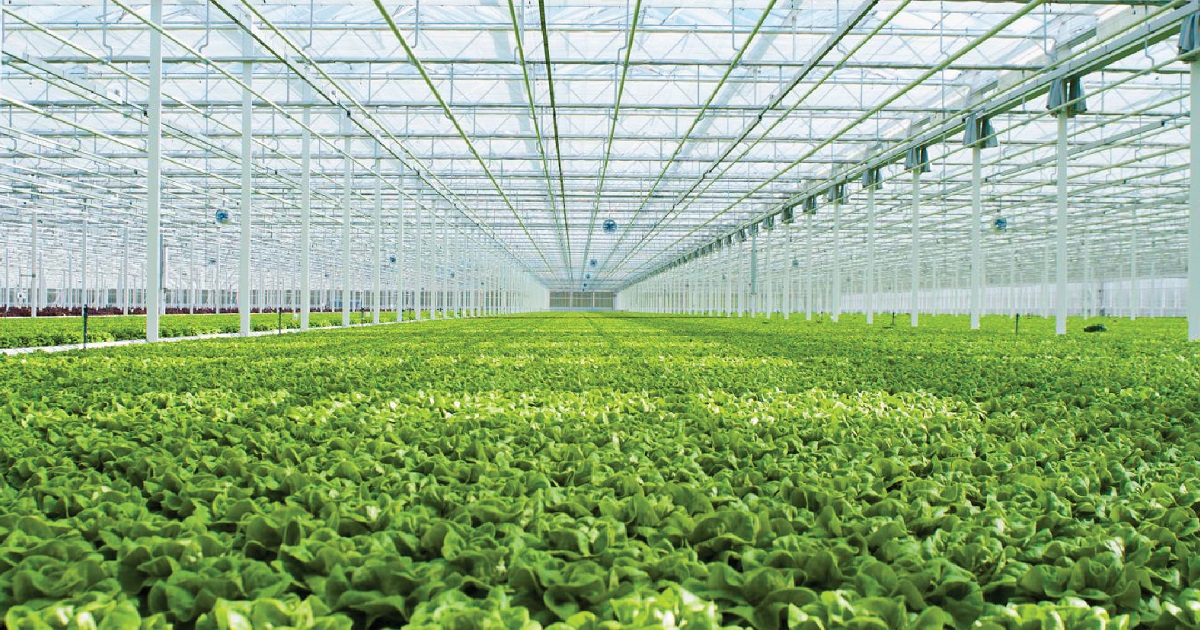 Going Green: The Rise of Greenhouses in Food Production in the Face of ...