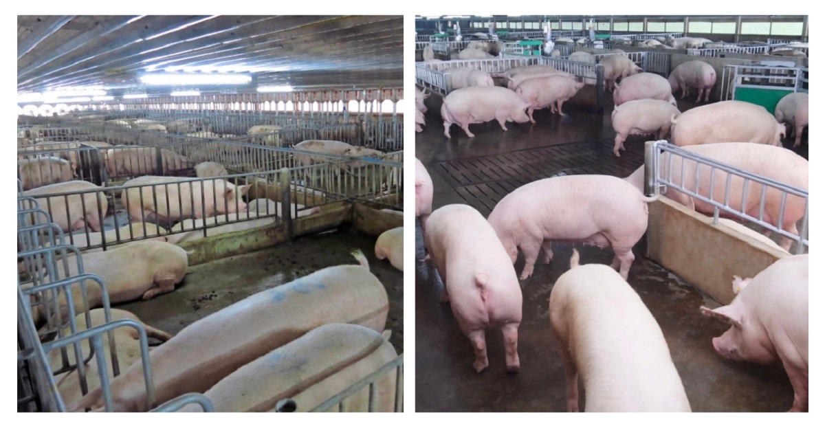 State of the Sows: A Q&A on Group Housing in Pig Production | Big Dutchman