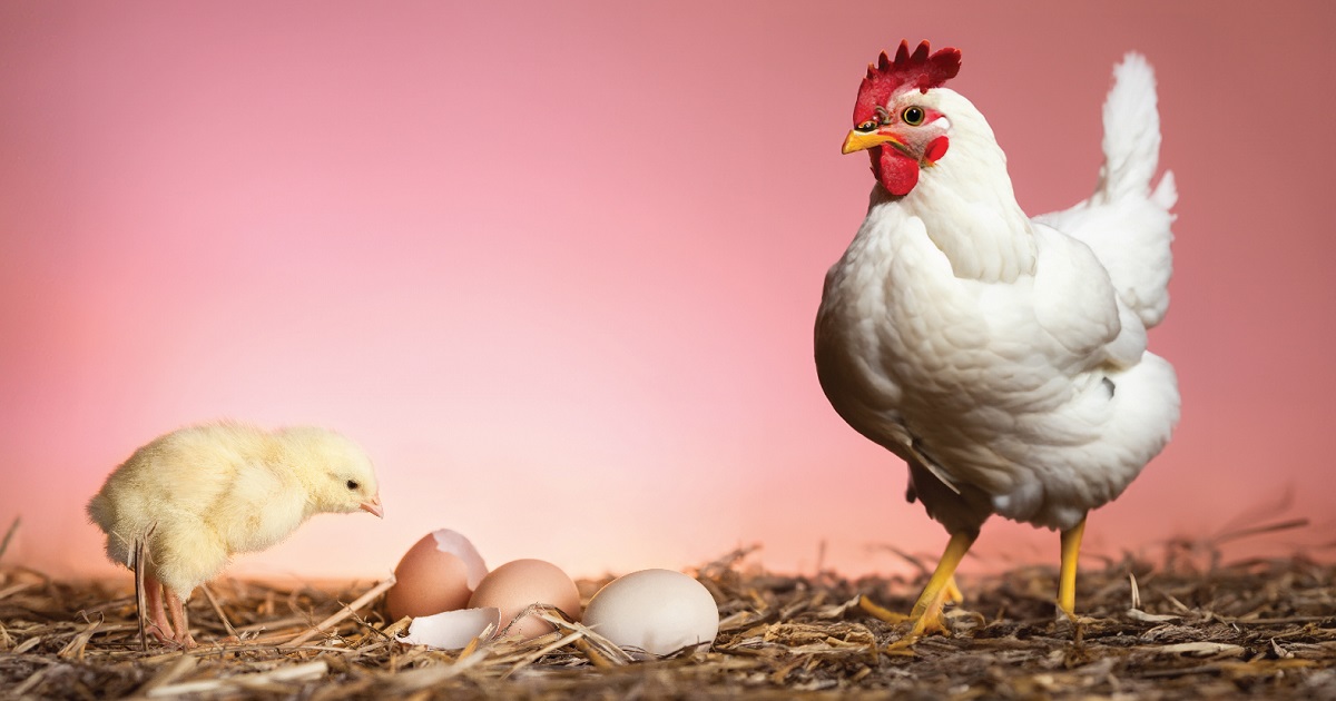 Layer Performance: 8 Key Factors for Optimal and Healthy Growth | Big ...