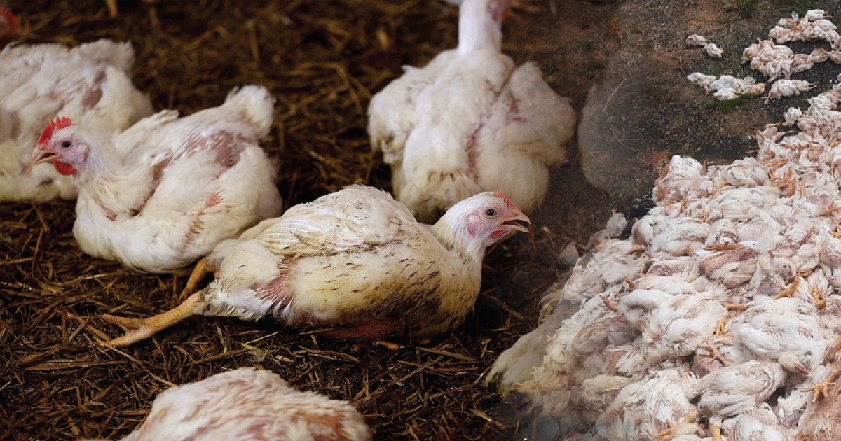 Broiler Health: Identifying and Preventing Spiking Mortality Syndrome ...