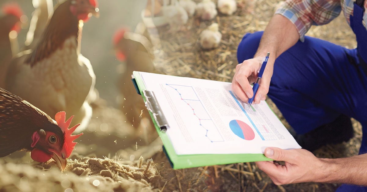 FAQs: Energy-Efficient Poultry Systems – What Farm Managers Ask Most ...