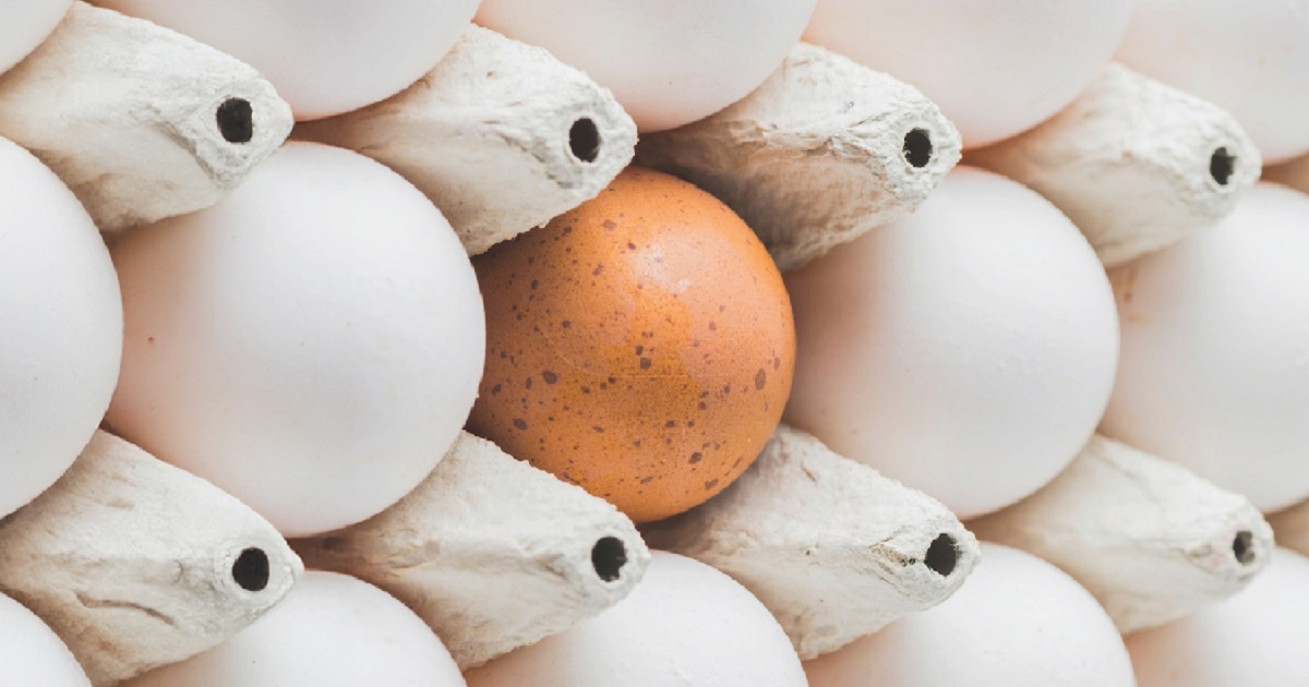 Ensuring Excellence: Standards of Shell and Egg Quality in Egg ...