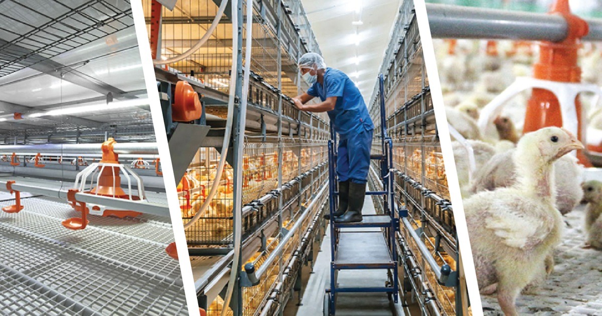A Strategic Approach to Poultry Equipment Maintenance Excellence in ...