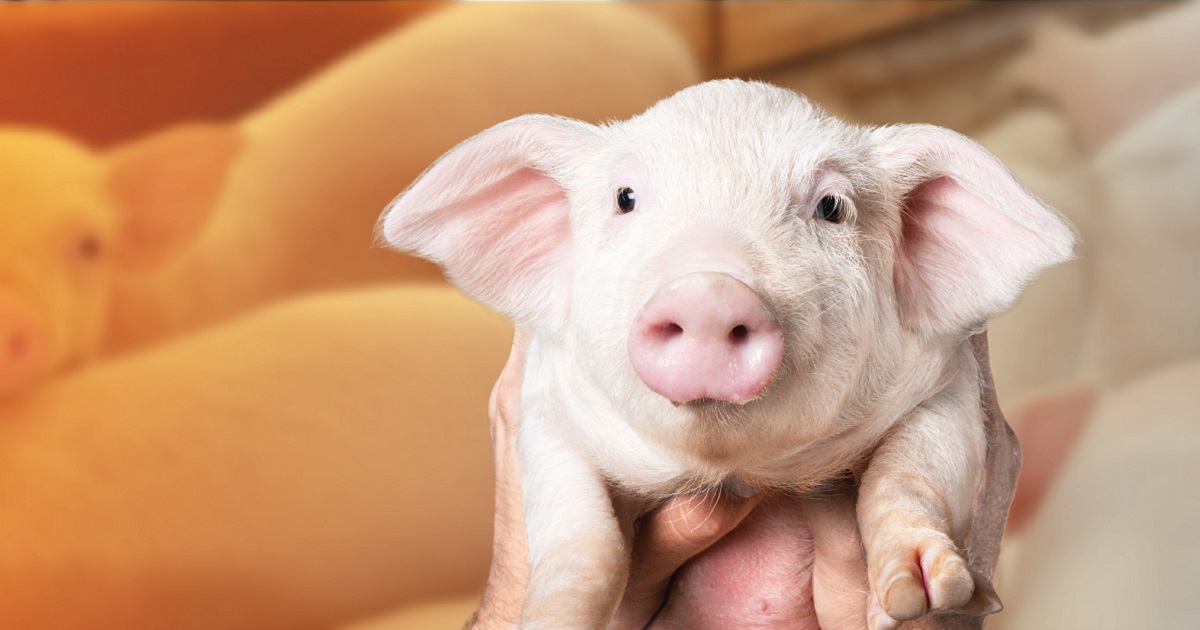 Healthy Start: 5 Core Strategies to Maximise Piglet Survival Rates ...