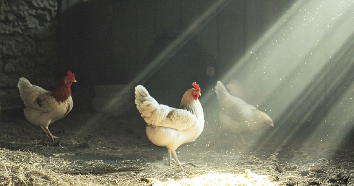 The True Cost of Poor Lighting in Poultry Houses | Big Dutchman