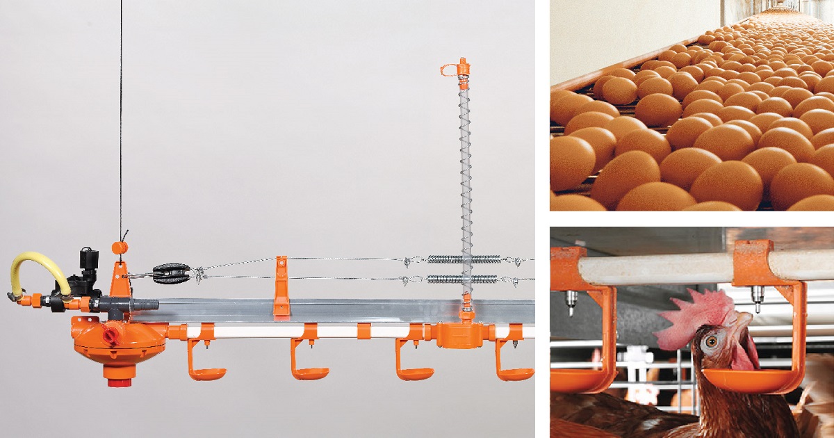 Liquid Lifeline: The Crucial Role of Water Management in Layer ...